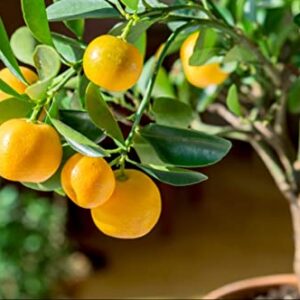 30pcs Lemon Tree Seeds for Planting, Non-GMO Heirloom and Organic, High Survival Rate Fruit for Home Garden