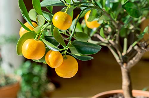 30pcs Lemon Tree Seeds for Planting, Non-GMO Heirloom and Organic, High Survival Rate Fruit for Home Garden