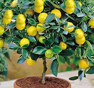 30pcs Lemon Tree Seeds for Planting, Non-GMO Heirloom and Organic, High Survival Rate Fruit for Home Garden