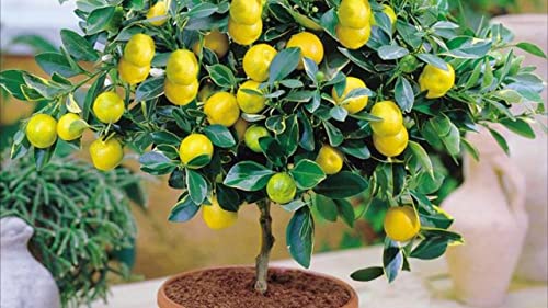 30pcs Lemon Tree Seeds for Planting, Non-GMO Heirloom and Organic, High Survival Rate Fruit for Home Garden