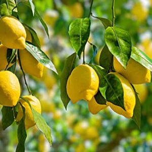 30pcs Lemon Tree Seeds for Planting, Non-GMO Heirloom and Organic, High Survival Rate Fruit for Home Garden