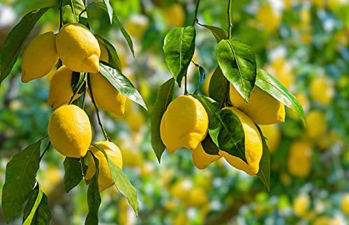 30pcs Lemon Tree Seeds for Planting, Non-GMO Heirloom and Organic, High Survival Rate Fruit for Home Garden