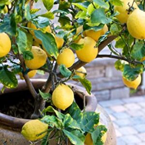 30pcs Lemon Tree Seeds for Planting, Non-GMO Heirloom and Organic, High Survival Rate Fruit for Home Garden