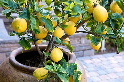 30pcs Lemon Tree Seeds for Planting, Non-GMO Heirloom and Organic, High Survival Rate Fruit for Home Garden