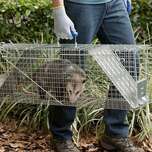 Havahart 1045SR Large 2-Door Humane Catch and Release Live Animal Trap for Armadillos, Beavers, Bobcats, Small Dogs, Cats, Foxes, Groundhogs, Nutria, Opossums, Raccoons, and Similar-Sized Animals