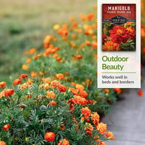 Survival Garden Seeds - French Sparky Marigold Seed for Planting - 5 Packs with Instructions to Plant and Grow Large Tagetes Patula Flowers in Your Home Vegetable Garden - Non-GMO Heirloom Variety