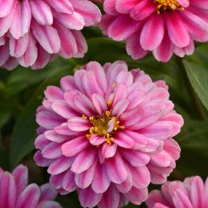 outsidepride zinnia zahara double raspberry ripple heat & drought tolerant garden cut flowers – 50 seeds