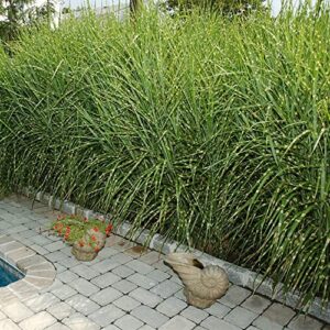 QAUZUY GARDEN 10 Seeds Zebra Grass Variegated Maiden Grass Miscanthus Sinensis Zebrinus Seeds Perennial Ornamental Grass Hardy Easy to Grow Low-Maintenance