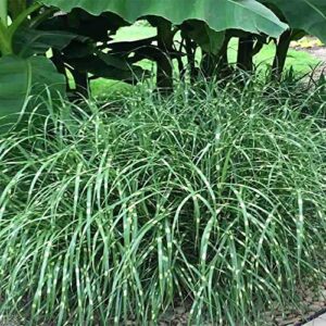 QAUZUY GARDEN 10 Seeds Zebra Grass Variegated Maiden Grass Miscanthus Sinensis Zebrinus Seeds Perennial Ornamental Grass Hardy Easy to Grow Low-Maintenance