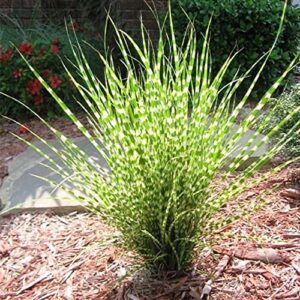 QAUZUY GARDEN 10 Seeds Zebra Grass Variegated Maiden Grass Miscanthus Sinensis Zebrinus Seeds Perennial Ornamental Grass Hardy Easy to Grow Low-Maintenance