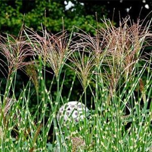 QAUZUY GARDEN 10 Seeds Zebra Grass Variegated Maiden Grass Miscanthus Sinensis Zebrinus Seeds Perennial Ornamental Grass Hardy Easy to Grow Low-Maintenance