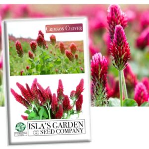 crimson clover seeds for planting, 1500+ flower seeds per packet, (isla’s garden seeds), non gmo & heirloom seeds, scientific name: trifolium incarnatum, 90% germination rates, great home garden gift