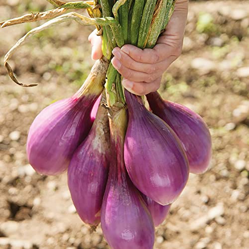 QAUZUY GARDEN 500 Gray French Shallot Seeds | Premium Non-GMO Heirloom Organic Vegetable Seeds | Tasty Sweet Quick Vegetable Plant for Home Culinary & Easy to Grow