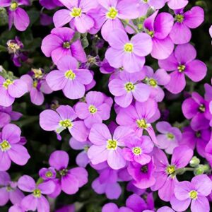 Aubrieta Seeds False Rockcress Perennial Drought Tolerant Deer Resistant Rock Garden Ground Cover Bed Border Outdoor 50Pcs Flower Seeds by YEGAOL Garden