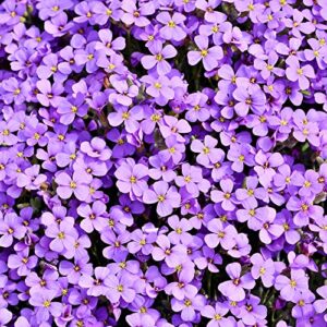 aubrieta seeds false rockcress perennial drought tolerant deer resistant rock garden ground cover bed border outdoor 50pcs flower seeds by yegaol garden