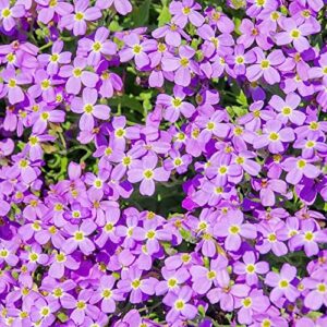 Aubrieta Seeds False Rockcress Perennial Drought Tolerant Deer Resistant Rock Garden Ground Cover Bed Border Outdoor 50Pcs Flower Seeds by YEGAOL Garden