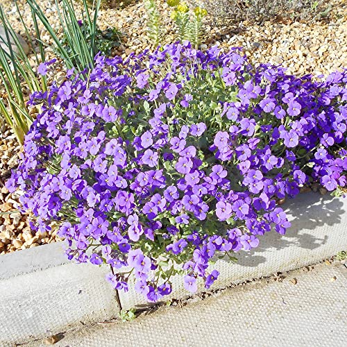 Aubrieta Seeds False Rockcress Perennial Drought Tolerant Deer Resistant Rock Garden Ground Cover Bed Border Outdoor 50Pcs Flower Seeds by YEGAOL Garden