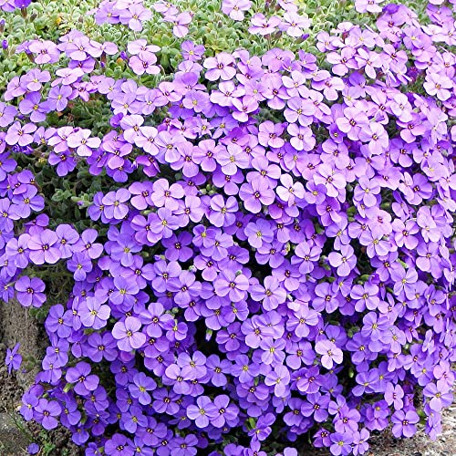 Aubrieta Seeds False Rockcress Perennial Drought Tolerant Deer Resistant Rock Garden Ground Cover Bed Border Outdoor 50Pcs Flower Seeds by YEGAOL Garden