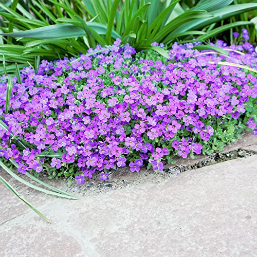 Aubrieta Seeds False Rockcress Perennial Drought Tolerant Deer Resistant Rock Garden Ground Cover Bed Border Outdoor 50Pcs Flower Seeds by YEGAOL Garden