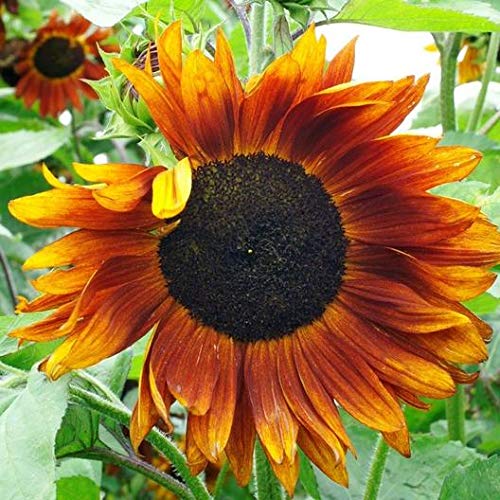 David's Garden Seeds Sunflower Tall Branching Stem Crimson Queen 9328 (Orange) 50 Non-GMO, Heirloom Seeds