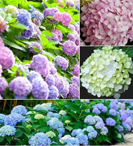 20+ mixed hydrangea seeds flowers bush plants beautiful smell garden decor home perennial