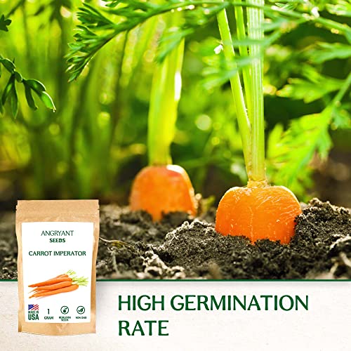 Imperator Carrot Seeds for Planting - 914+ Heirloom, Non-GMO Seeds - 100% USA Grown - Easy to Grow Long Tapered Carrots with Sweet Flavor - Suitable for Indoors and Outdoors Home Vegetable Garden