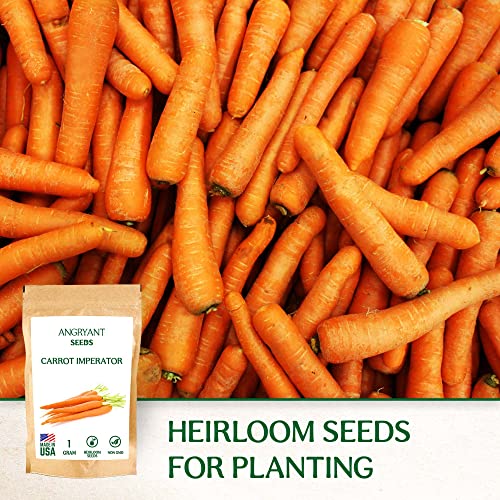 Imperator Carrot Seeds for Planting - 914+ Heirloom, Non-GMO Seeds - 100% USA Grown - Easy to Grow Long Tapered Carrots with Sweet Flavor - Suitable for Indoors and Outdoors Home Vegetable Garden