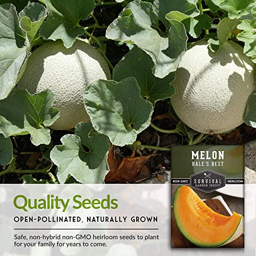 Survival Garden Seeds - Hale's Best Melon Seed for Planting - Grow Juicy Cantaloupe for Eating - 3 Packs with Instructions to Plant in Your Home Vegetable Garden - Non-GMO Heirloom Variety