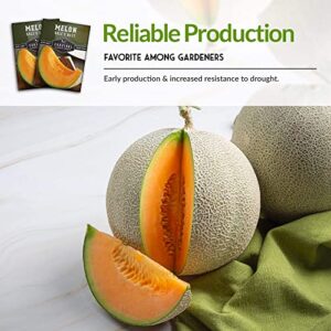 Survival Garden Seeds - Hale's Best Melon Seed for Planting - Grow Juicy Cantaloupe for Eating - 3 Packs with Instructions to Plant in Your Home Vegetable Garden - Non-GMO Heirloom Variety