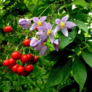 chuxay garden solanum seaforthianum,brazilian nightshade 24 seeds beautiful purple flowering plant striking landscaping plant great for garden and patio