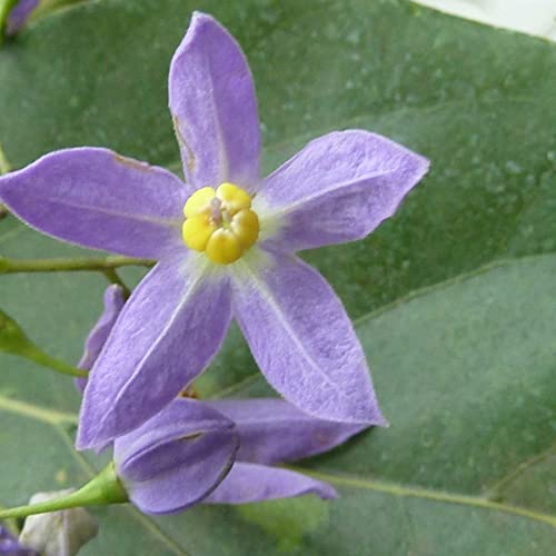 CHUXAY GARDEN Solanum Seaforthianum,Brazilian Nightshade 24 Seeds Beautiful Purple Flowering Plant Striking Landscaping Plant Great for Garden and Patio