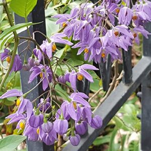 CHUXAY GARDEN Solanum Seaforthianum,Brazilian Nightshade 24 Seeds Beautiful Purple Flowering Plant Striking Landscaping Plant Great for Garden and Patio