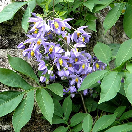 CHUXAY GARDEN Solanum Seaforthianum,Brazilian Nightshade 24 Seeds Beautiful Purple Flowering Plant Striking Landscaping Plant Great for Garden and Patio