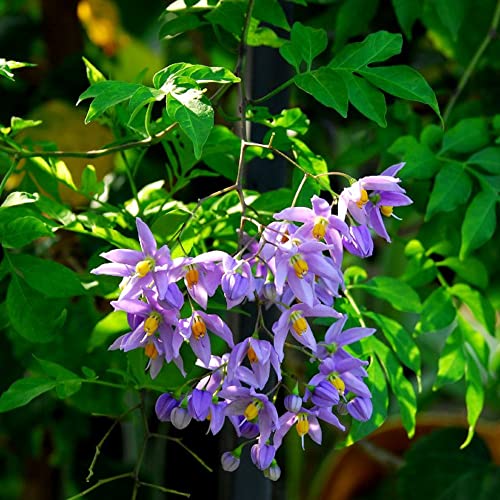 CHUXAY GARDEN Solanum Seaforthianum,Brazilian Nightshade 24 Seeds Beautiful Purple Flowering Plant Striking Landscaping Plant Great for Garden and Patio