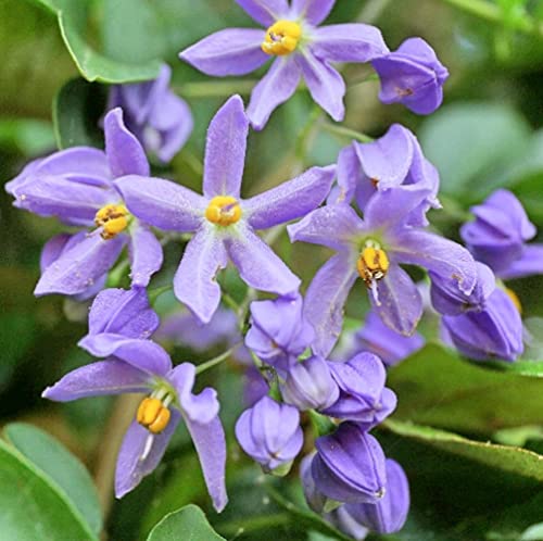 CHUXAY GARDEN Solanum Seaforthianum,Brazilian Nightshade 24 Seeds Beautiful Purple Flowering Plant Striking Landscaping Plant Great for Garden and Patio