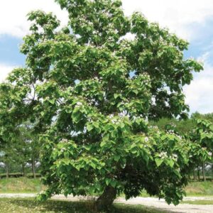 chuxay garden 50 seeds catalpa speciosa,northern catalpa lovely flowering plant large deciduous tree hardy catalpa privacy screen