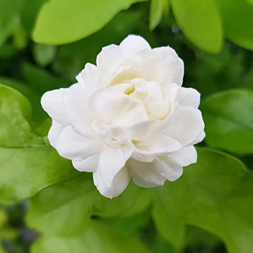 Arabian Jasmine Seeds Jasminum Sambac Fragrant Fast Growing Evergreen Climbing Shrub Ornamental Containers Bed Border Patio Garden Outdoor 50Pcs Flower Seeds by YEGAOL Garden