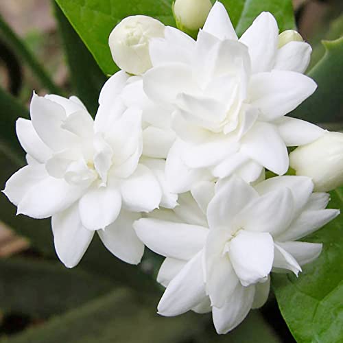 Arabian Jasmine Seeds Jasminum Sambac Fragrant Fast Growing Evergreen Climbing Shrub Ornamental Containers Bed Border Patio Garden Outdoor 50Pcs Flower Seeds by YEGAOL Garden