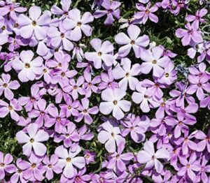 mountain phlox flower seeds, 1000+ flower seeds per packet, non gmo & heirloom seeds, (isla’s garden seeds), scientific name: phlox stansburyi