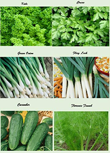 Set of 20 Assorted Organic Vegetable Seeds & Herb Seeds for Planting 20 Varieties Create a Deluxe Garden All Seeds are Heirloom, 100% Non-GMO Lettuce Seeds, Sweet & Hot Pepper Seeds, Green Onion Seeds