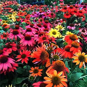 mokalala 100 pcs purple coneflower seeds | non-gmo | echinacea seeds for planting home garden