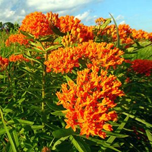 outsidepride butterfly milkweed asclepias tuberosa garden plant flower seed – 1000 seeds