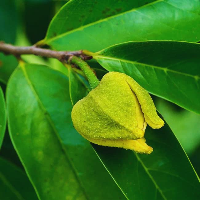 Soursop Guanabana Potted Starter Seedling Plant 5 to 9 Inc Tall Ornaments Planting Perennial Garden Simple to Grow Pot