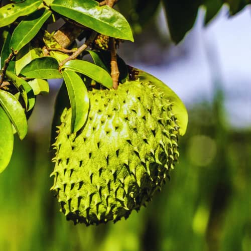 Soursop Guanabana Potted Starter Seedling Plant 5 to 9 Inc Tall Ornaments Planting Perennial Garden Simple to Grow Pot