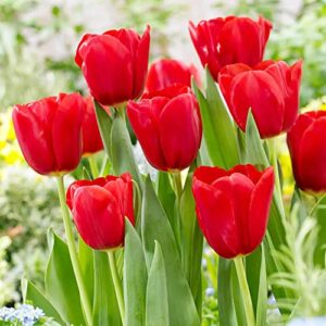 qauzuy garden red matador jumbo tulip 100 seeds liliaceae perennial showy stunning spring bulbs seeds for garden home striking flower easy to grow