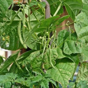 60 Slenderette Bush Bean Seeds for Planting Heirloom Non GMO 14 Grams Garden Vegetable Bulk Survival Hominy