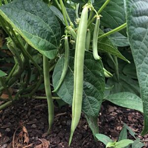 60 Slenderette Bush Bean Seeds for Planting Heirloom Non GMO 14 Grams Garden Vegetable Bulk Survival Hominy