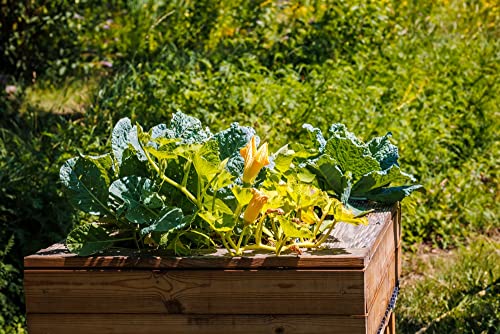 Dark Green Zucchini Summer Squash Seeds for Planting, 50+ Heirloom Seeds Per Packet, (Isla's Garden Seeds), Non GMO Seeds, Botanical Name: Cucurbita Pepo, Great Home Garden Gift