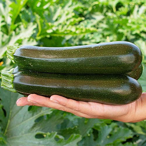 Dark Green Zucchini Summer Squash Seeds for Planting, 50+ Heirloom Seeds Per Packet, (Isla's Garden Seeds), Non GMO Seeds, Botanical Name: Cucurbita Pepo, Great Home Garden Gift