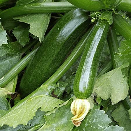 Dark Green Zucchini Summer Squash Seeds for Planting, 50+ Heirloom Seeds Per Packet, (Isla's Garden Seeds), Non GMO Seeds, Botanical Name: Cucurbita Pepo, Great Home Garden Gift